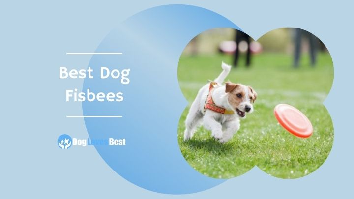 The 25 Best Dog Frisbees of 2023 – Reviews & Top Picks - Dog Loves Best