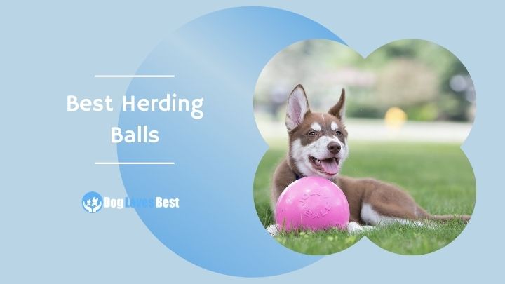 The 10 Best Herding Balls for Dogs of 2023 – Reviews & Top Picks - Dog ...