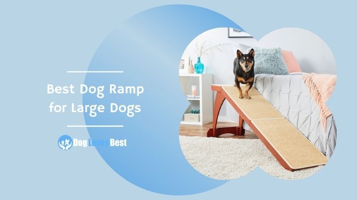 The 7 Best Dog Ramp for Large Dogs in 2023 - Dog Loves Best