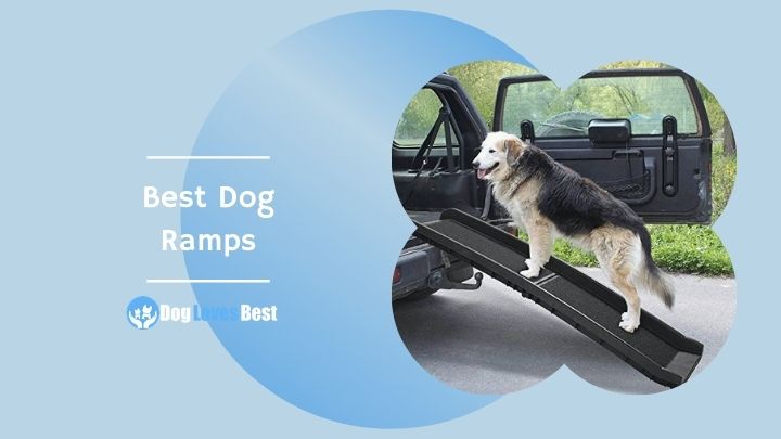 The 25 Best Dog Ramps of 2023 - Reviews & Top Picks - Dog Loves Best
