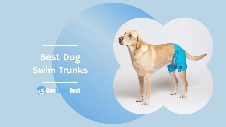 The 3 Best Dog Swim Trunks of 2023 - Reviews & Top Picks - Dog Loves Best