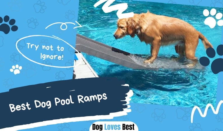 The 5 Best Dog Pool Ramps of 2023 - Reviews & Top Picks - Dog Loves Best
