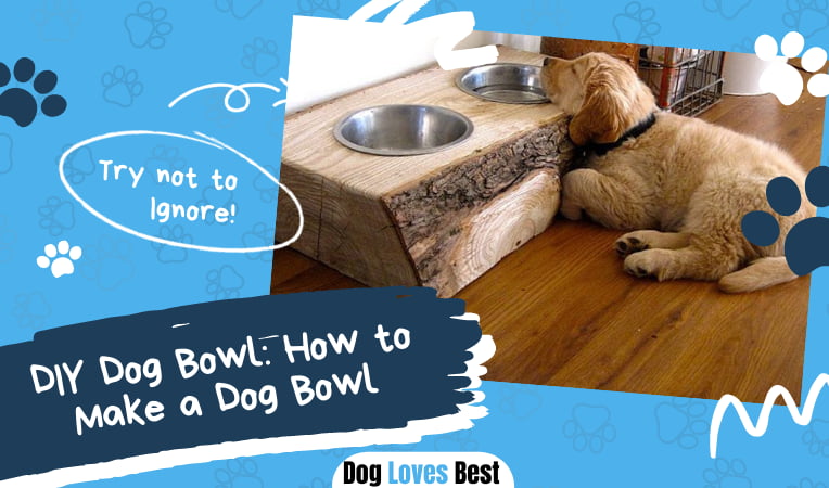 DIY Dog Bowl: How to Make a Dog Bowl (7 Simple Steps) - Dog Loves Best