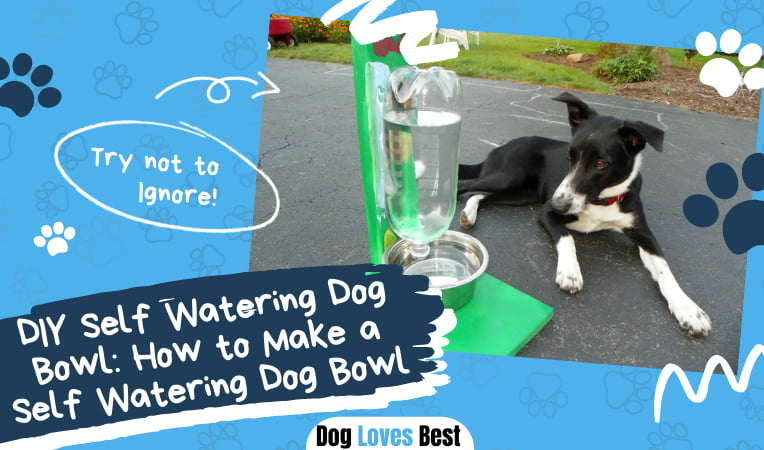 DIY Self Watering Dog Bowl: How to Make a Self Watering Dog Bowl - Dog ...