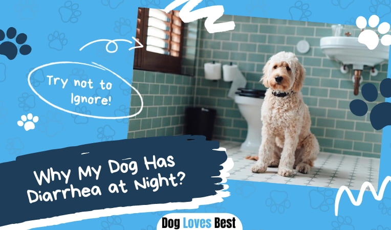 Why My Dog Has Diarrhea at Night? - Dog Loves Best