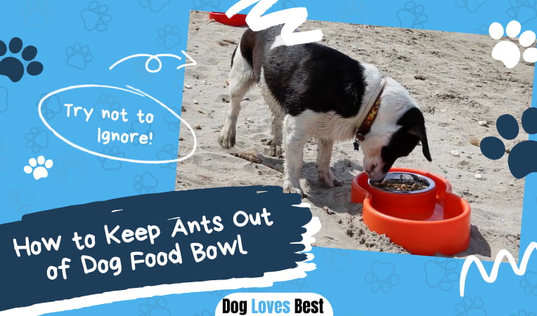 How to Keep Ants Out of Dog Food Bowl? Quick & Easy - Dog Loves Best