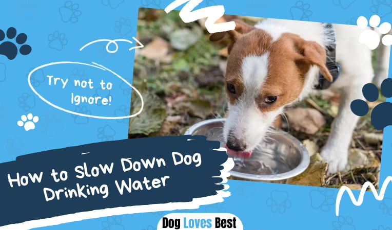 How to Slow Down Dog Drinking Water? - Dog Loves Best