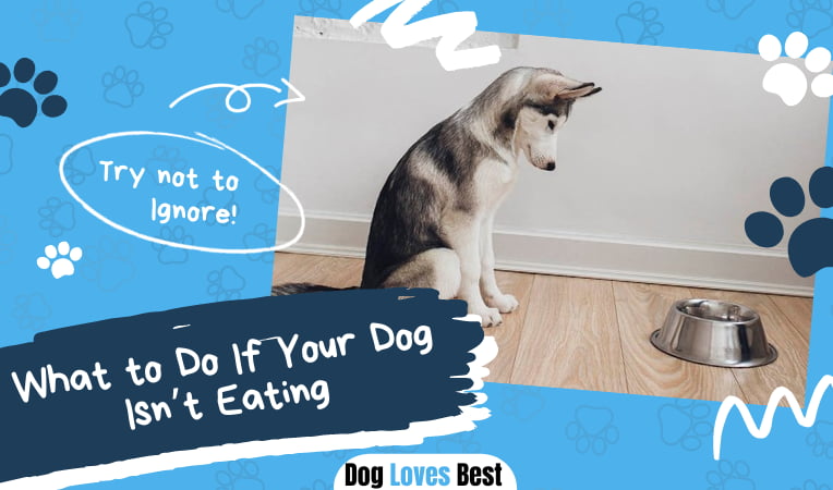 What to Do If Your Dog Isn’t Eating? - Dog Loves Best