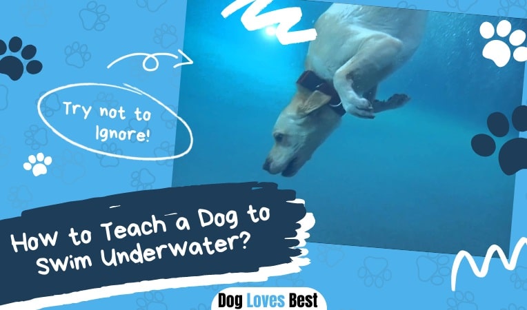 How to Teach a Dog to Swim Underwater - Dog Loves Best