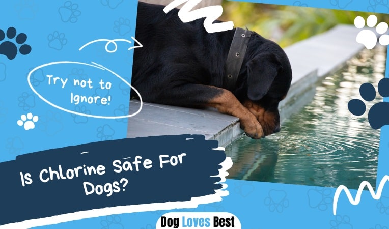 Is Chlorine Safe For Dogs? - Dog Loves Best