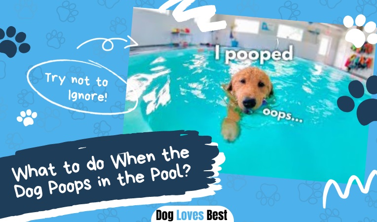 What to Do When the Dog Poops in the Pool? - Dog Loves Best