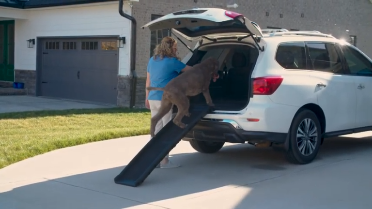 The 5 Best Dog Pool Ramps of 2023 - Reviews & Top Picks - Dog Loves Best