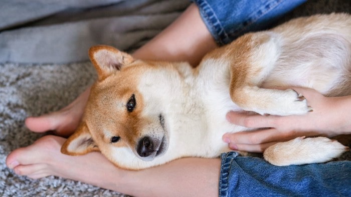 Why Does My Dog Lay on My Legs? Understanding the Science Behind This ...