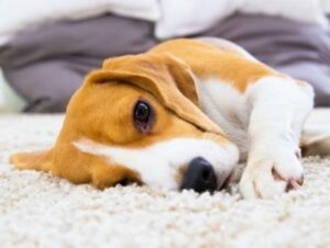 Why Do Dogs Scratch the Carpet? Exploring the Reasons - Dog Loves Best