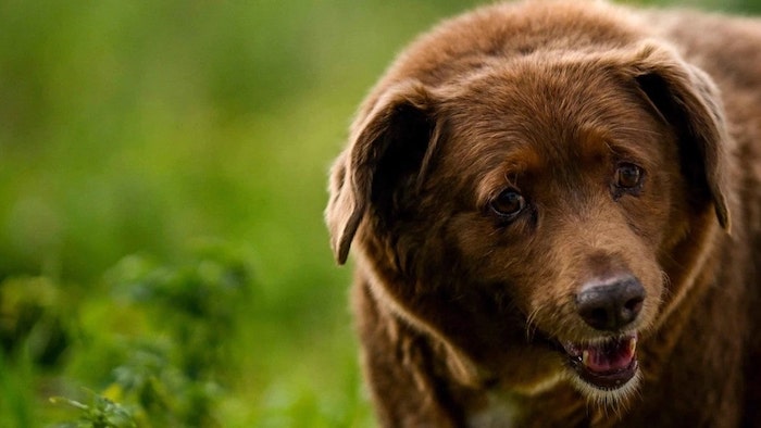Meet Bobi: The World’s Oldest Living Dog - Dog Loves Best