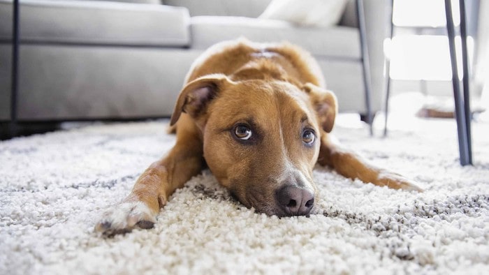 Why Do Dogs Scratch the Carpet? Exploring the Reasons - Dog Loves Best