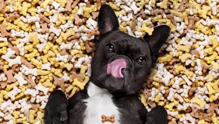 Why Do Dogs Hide Their Treats? Unveiling the Mystery - Dog Loves Best