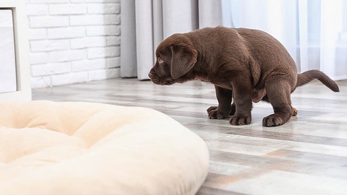 Why Does My Dog's Poop Smell So Bad? Uncovering the Causes and ...