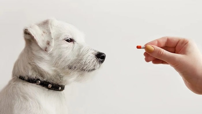 Aspirin for Dogs: A Comprehensive Guide for Pet Owners - Dog Loves Best