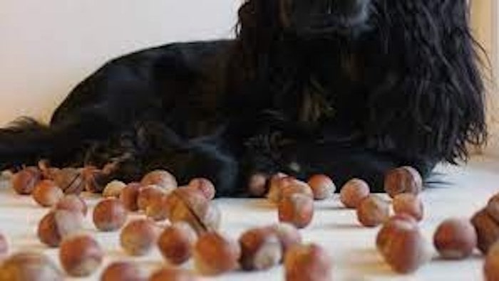 Can Dogs Eat Macadamia Nuts? Exploring the Potential Hazards - Dog ...