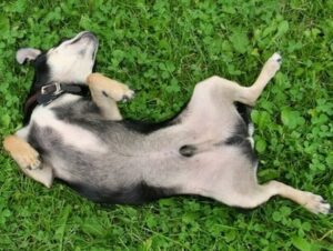 How to Make a Dog's Testicle Drop: Understanding Canine Testicle ...