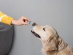 Aspirin for Dogs: A Comprehensive Guide for Pet Owners - Dog Loves Best