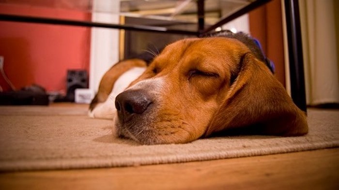 How to Make a Dog's Testicle Drop: Understanding Canine Testicle ...