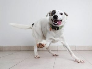 Can Dogs Have ADHD? The Science Behind Canine Attention Disorders - Dog ...
