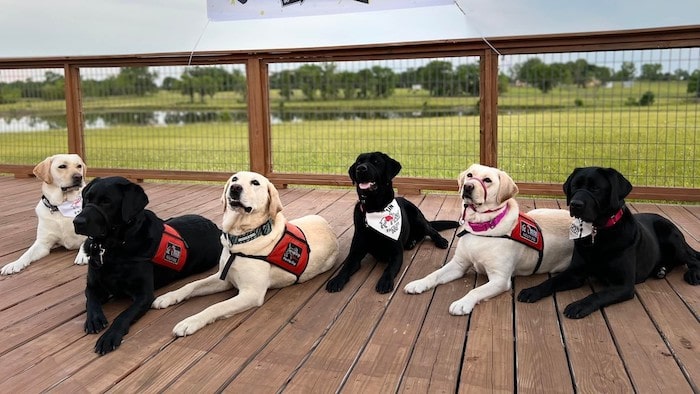 Find Reliable Service Dog Training Near You - Dog Loves Best