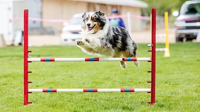 Find Top-Rated Dog Agility Training Near You - Dog Loves Best