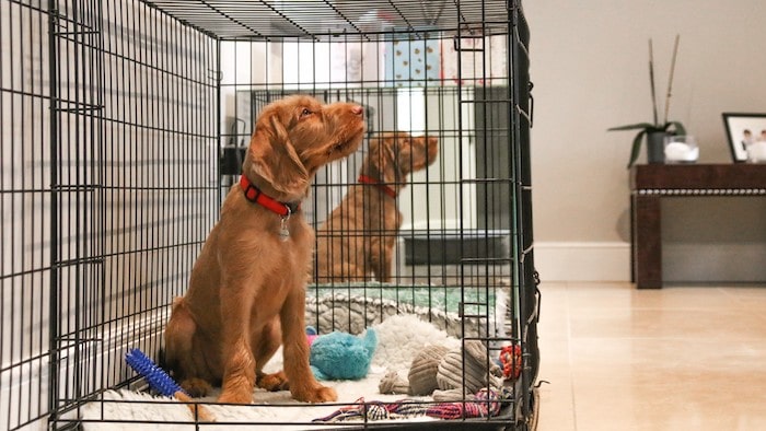 Find Top-notch Crate Training for Dogs Near You - Dog Loves Best