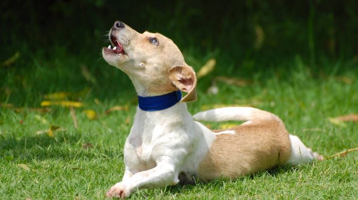 Why Do Dogs Howl at Sirens? The Science Behind the Sound - Dog Loves Best